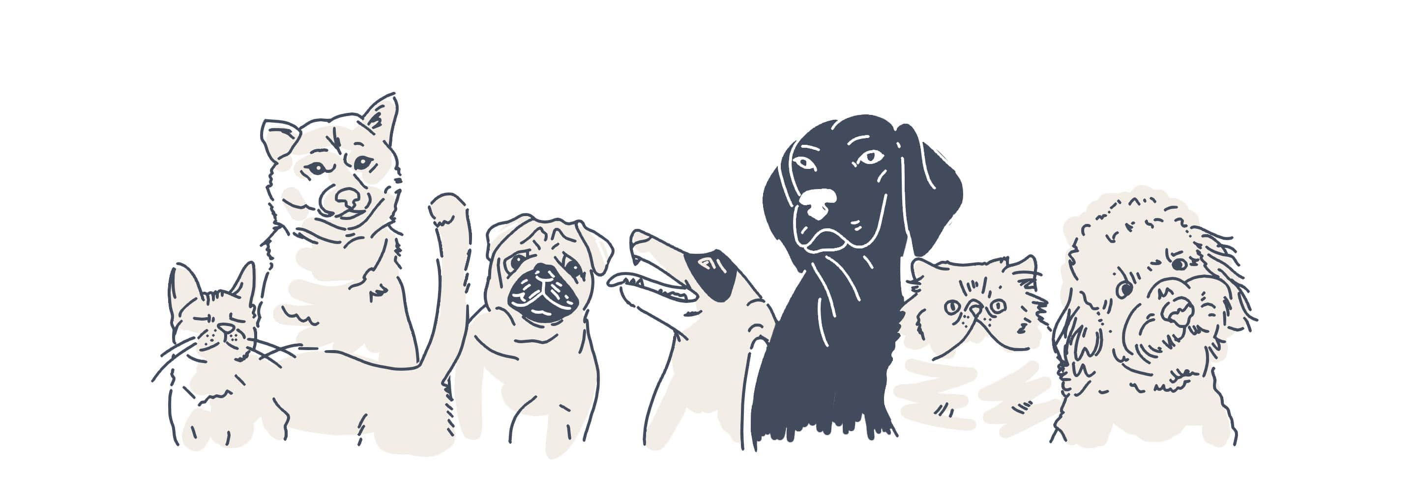 Kindred Pet Care - St. Charles, Illinois - Kindred Pet Care
